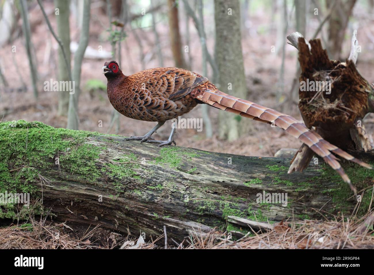 Copper Pheasant (Syrmaticus soemmerringii) ssp.soemmerringii, north ...