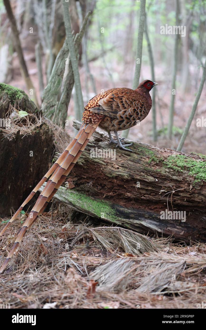 Copper Pheasant (Syrmaticus soemmerringii) ssp.soemmerringii, north ...