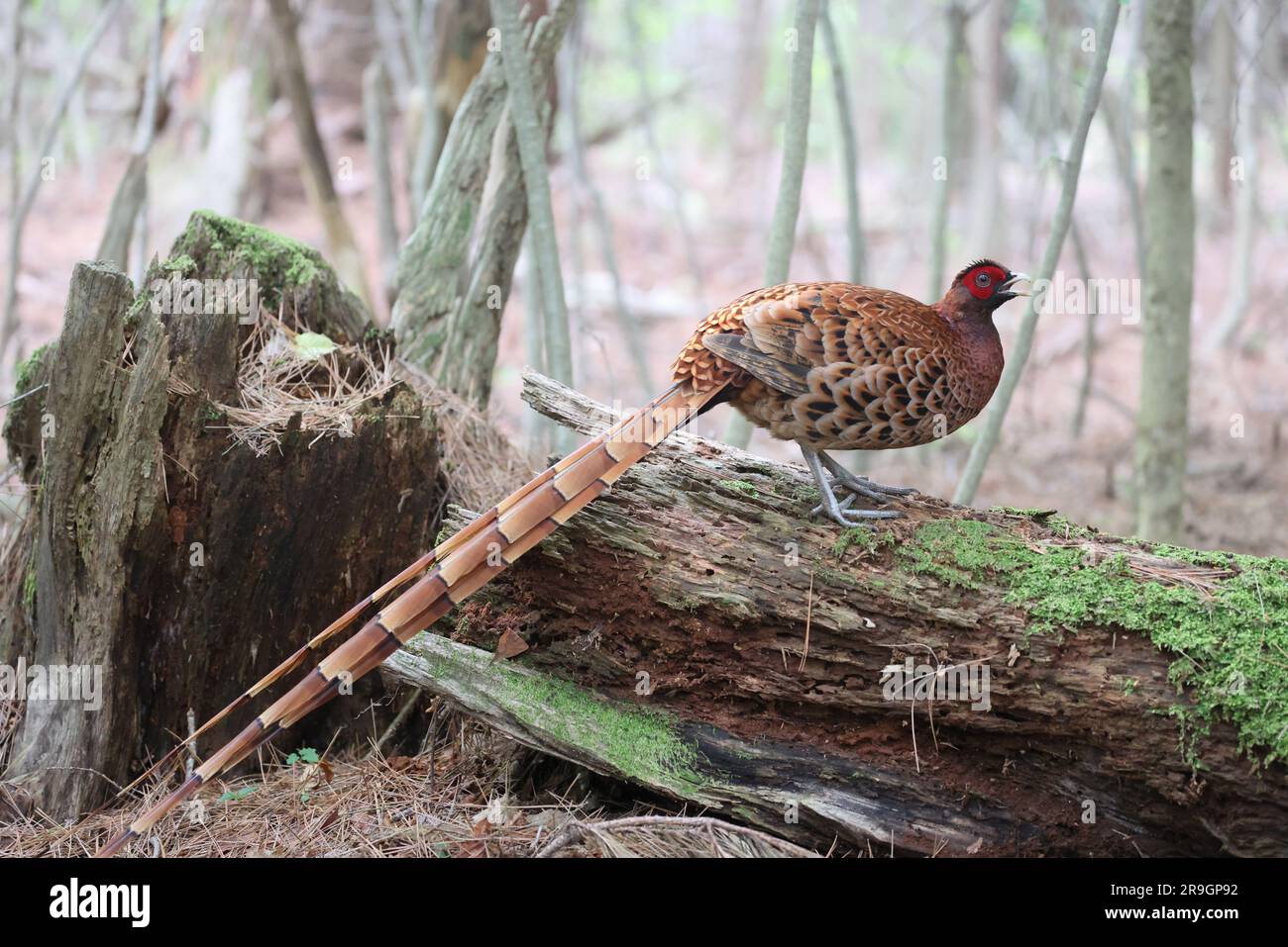Copper Pheasant (Syrmaticus soemmerringii) ssp.soemmerringii, north ...
