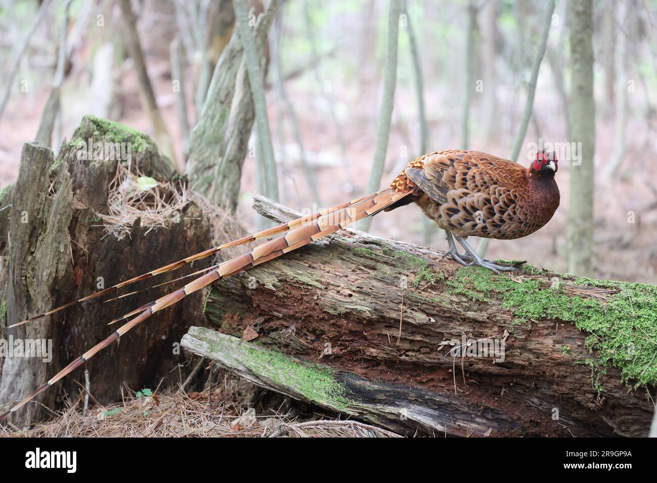 Copper Pheasant (Syrmaticus soemmerringii) ssp.soemmerringii, north ...