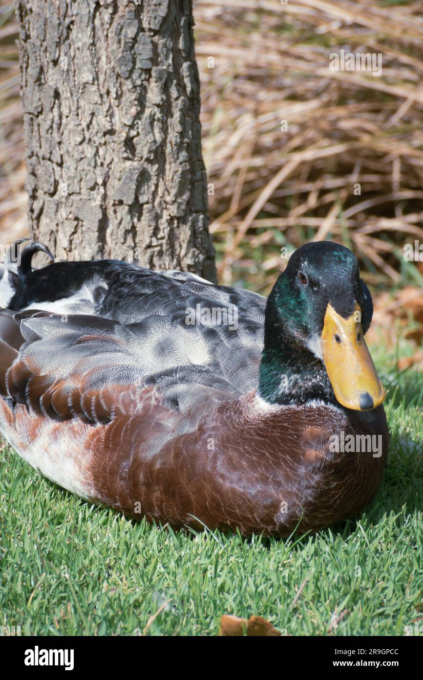 Mallard duck so adorable Stock Photo - Alamy