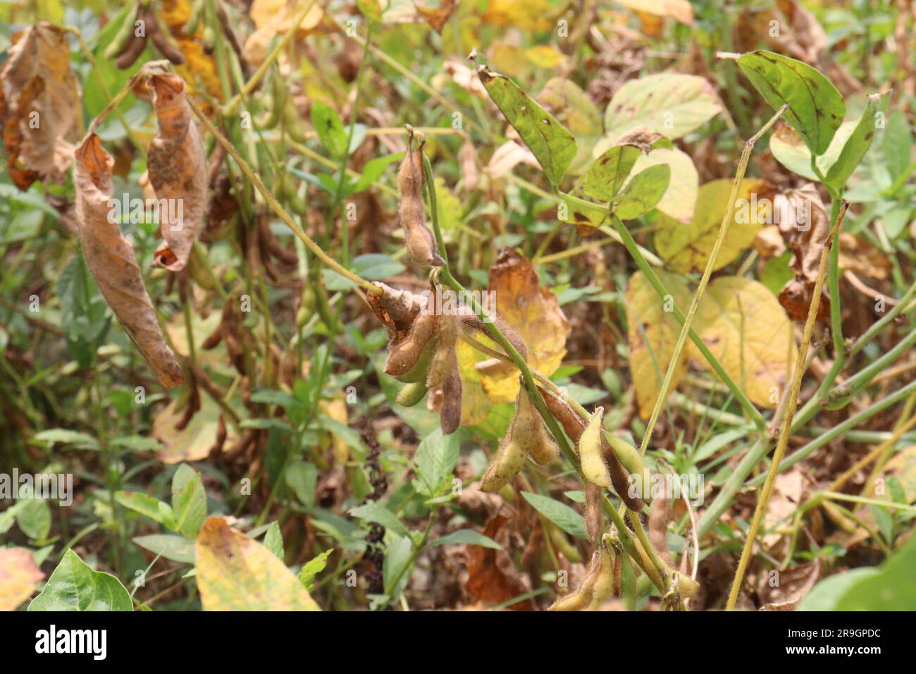 Soybean oil plant hi-res stock photography and images - Alamy
