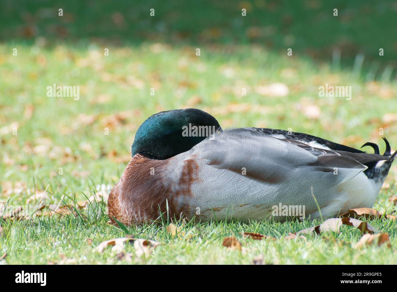 Mallard duck so adorable Stock Photo - Alamy