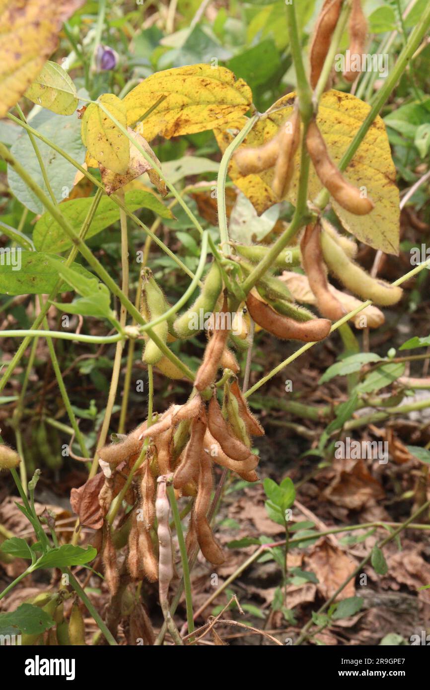 Soybean crops and tree hi-res stock photography and images - Alamy