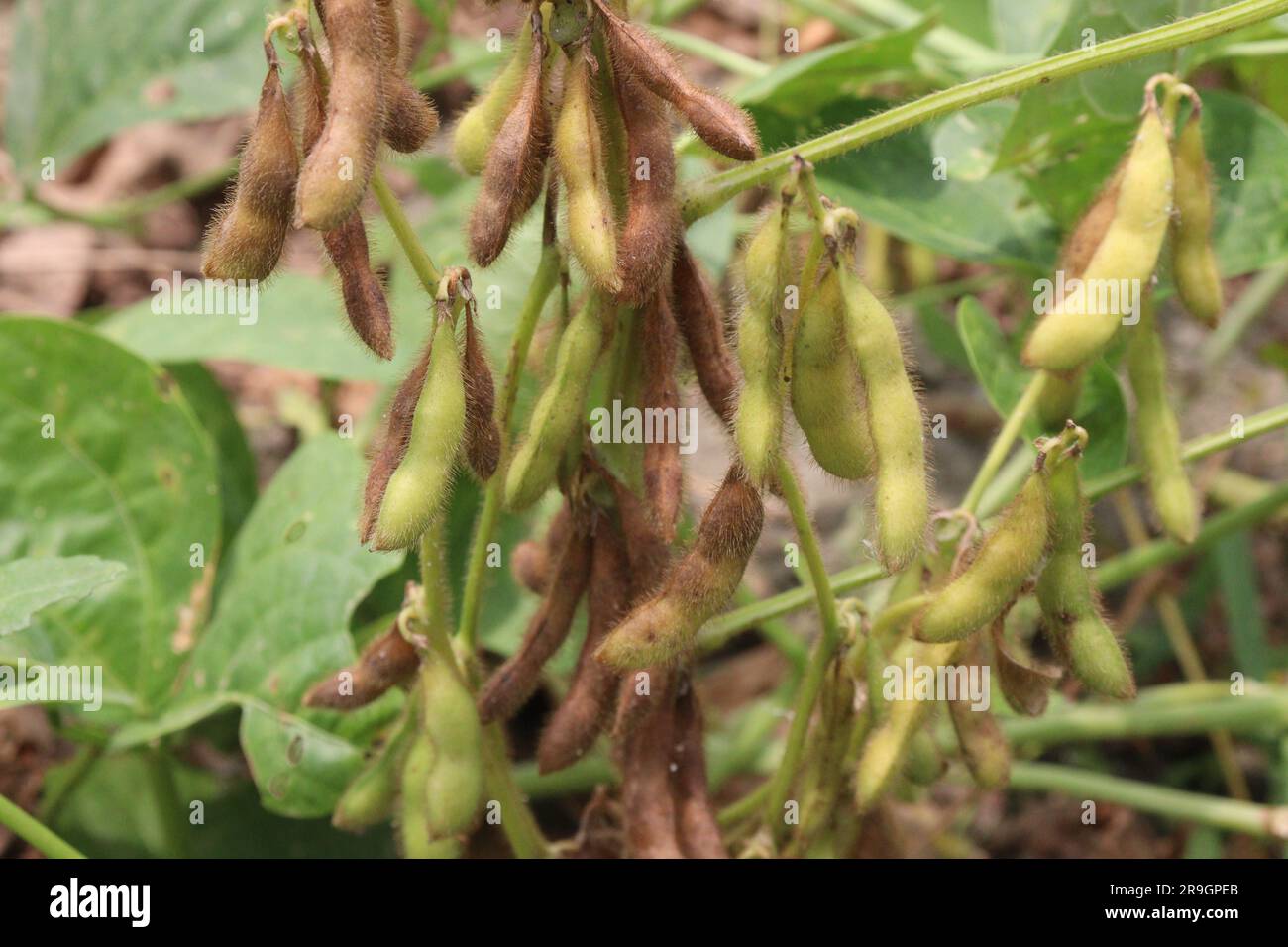ripe soybean on tree in farm for oil harvesting are cash crops Stock ...