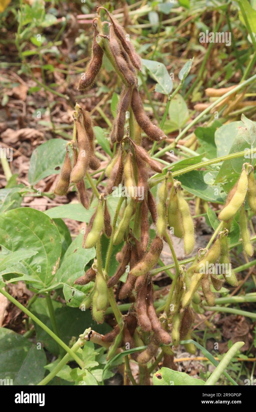 ripe soybean on tree in farm for oil harvesting are cash crops Stock ...