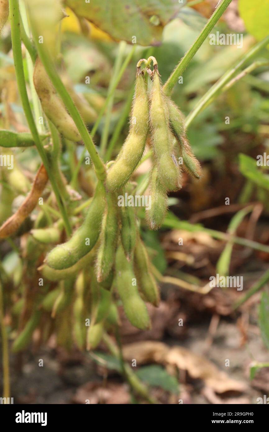 ripe soybean on tree in farm for oil harvesting are cash crops Stock ...