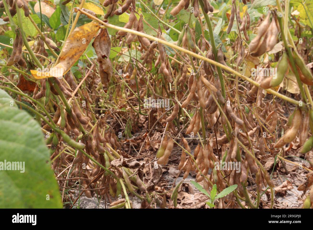 ripe soybean on tree in farm for oil harvesting are cash crops Stock ...