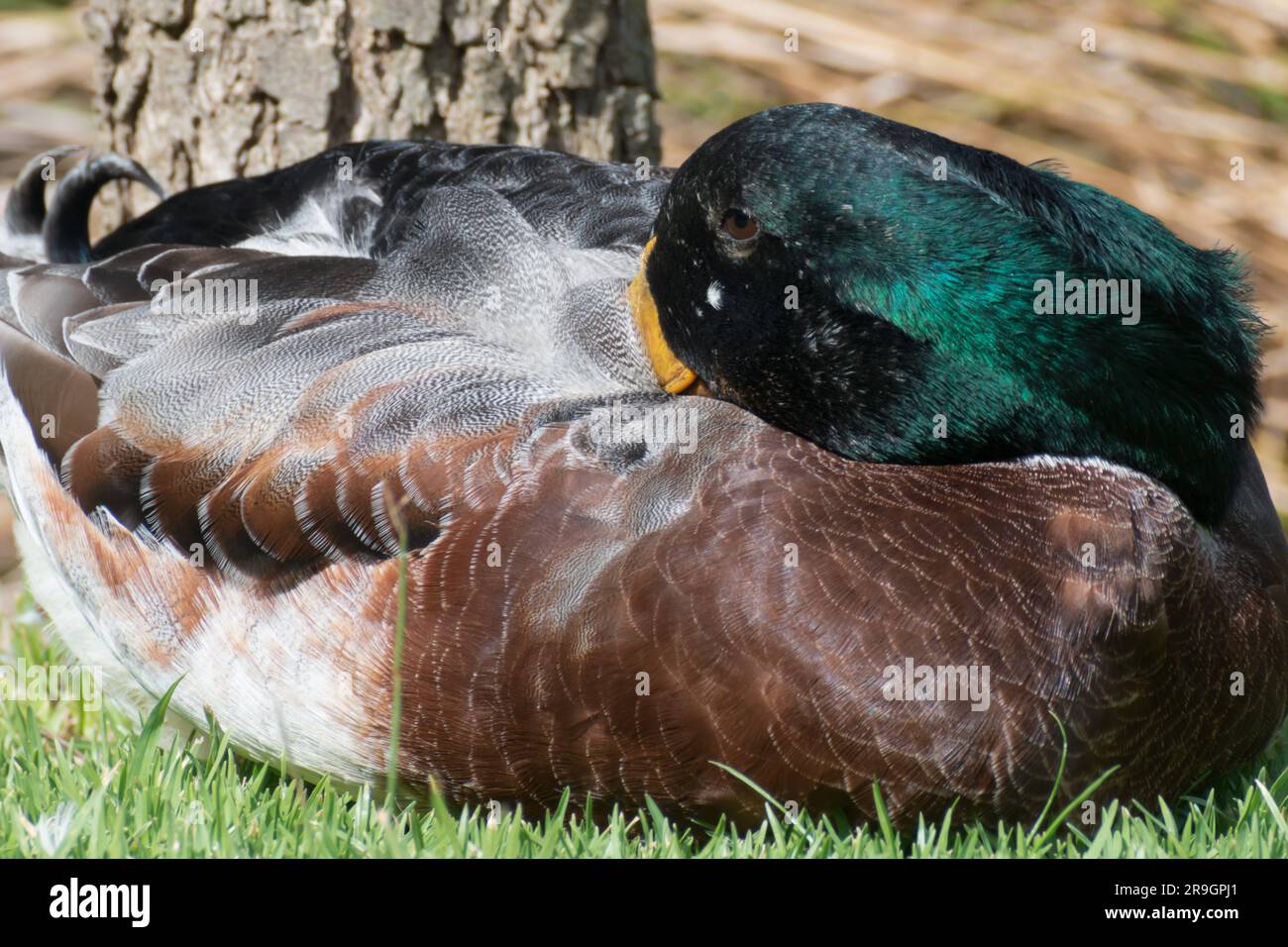 Mallard duck so adorable Stock Photo - Alamy