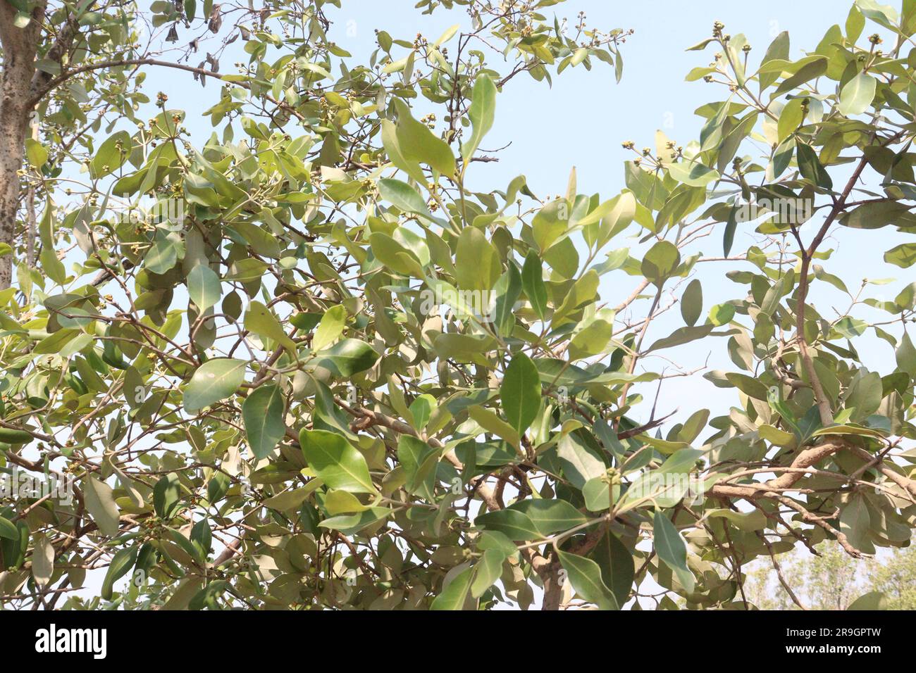 Laguncularia racemosa tree plant near of sea beach for safety Stock ...