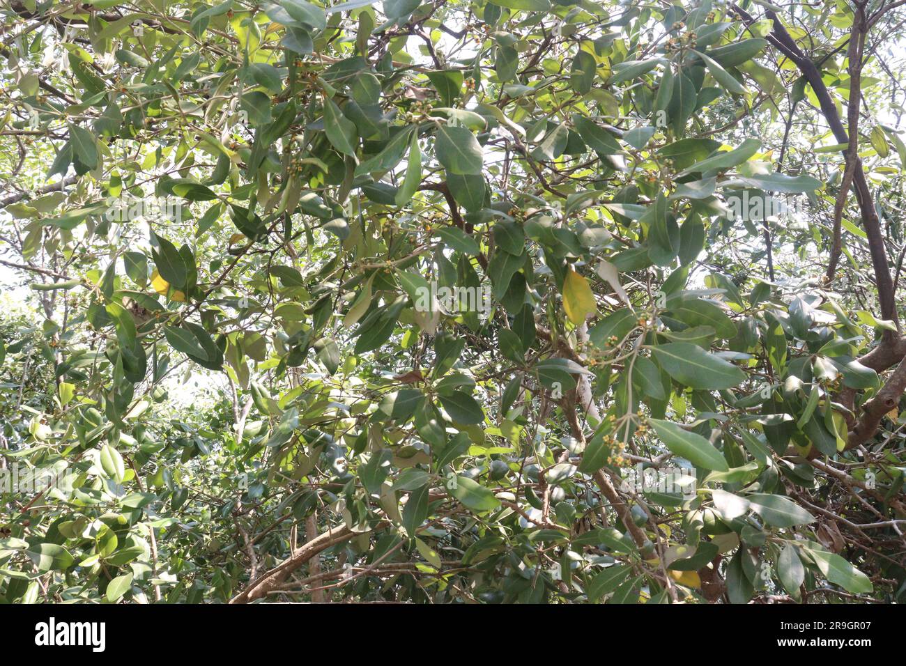 Laguncularia racemosa tree plant near of sea beach for safety Stock ...