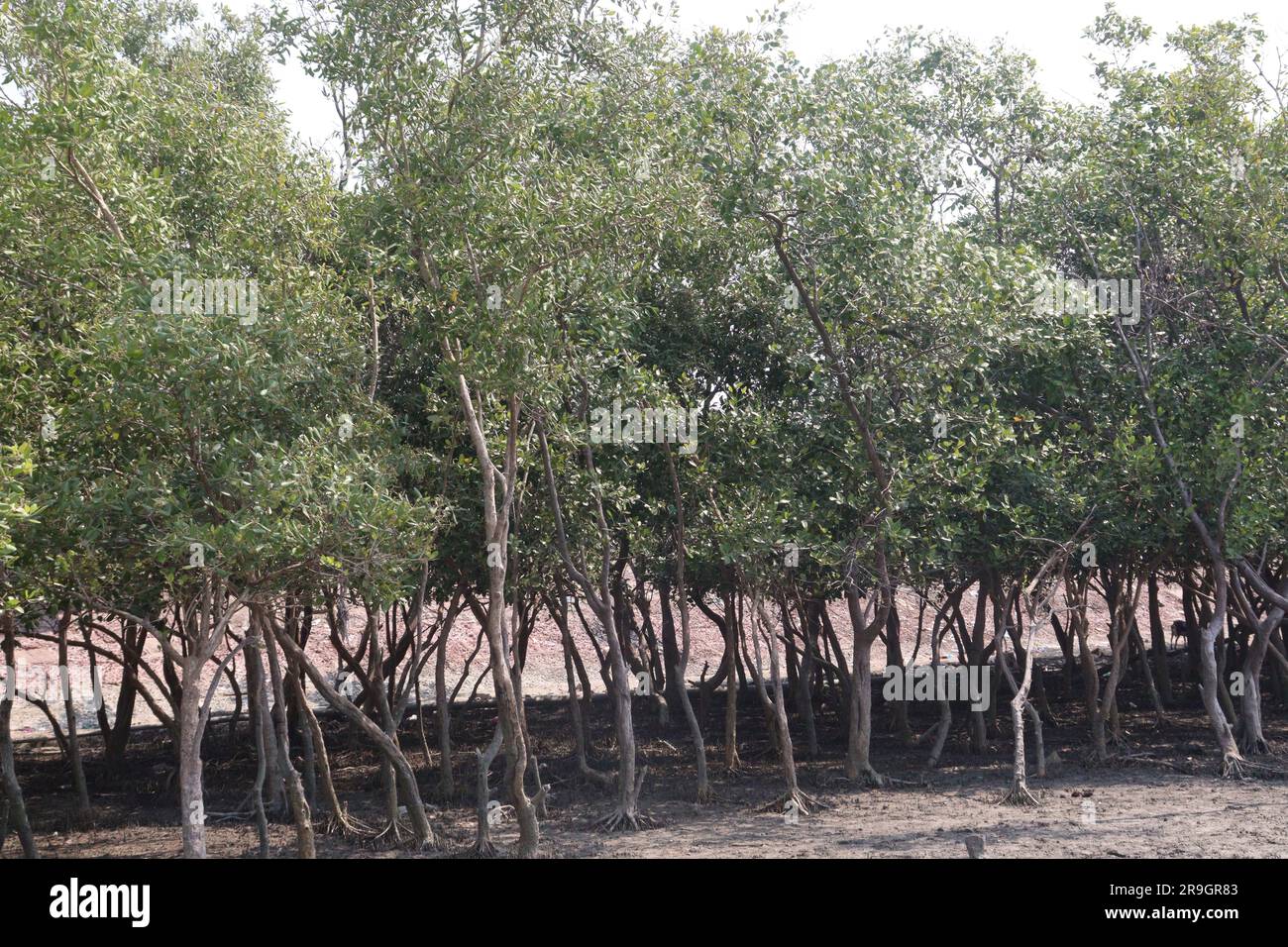 Laguncularia racemosa tree plant near of sea beach for safety Stock ...