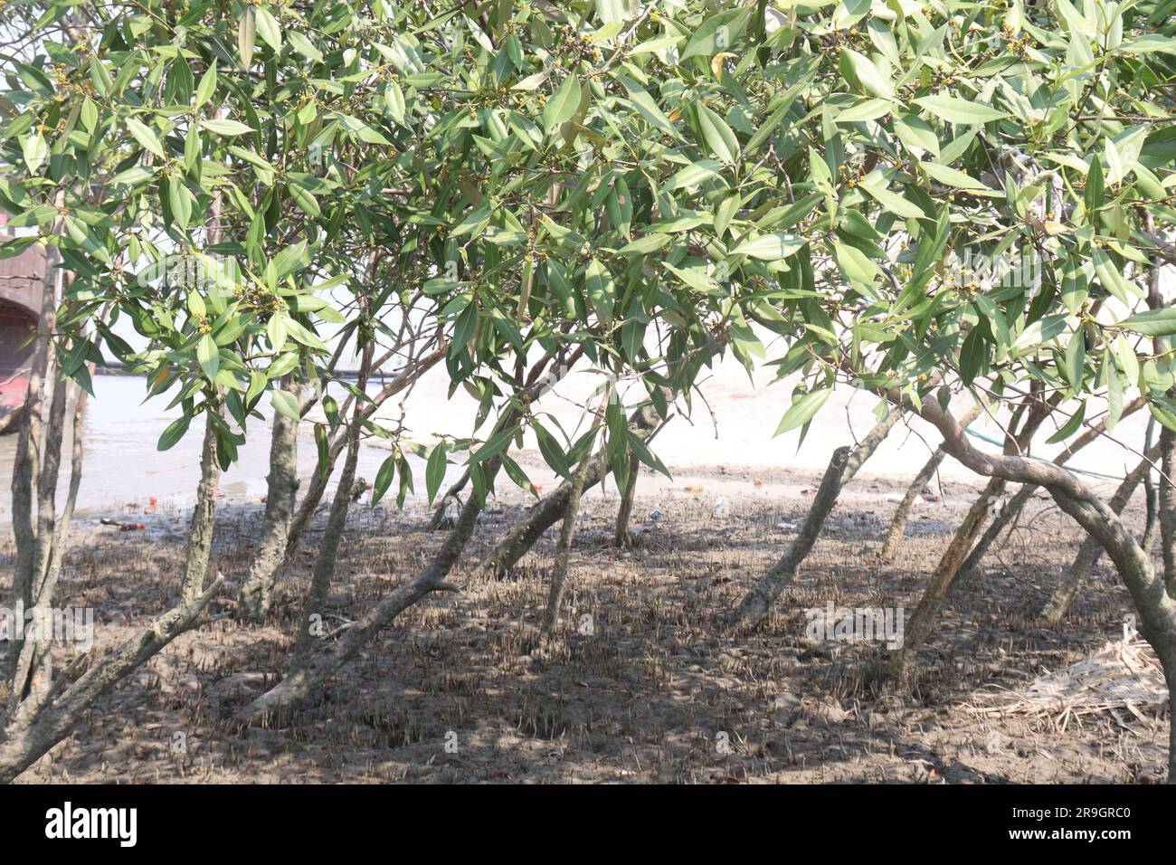Laguncularia racemosa tree plant near of sea beach for safety Stock ...