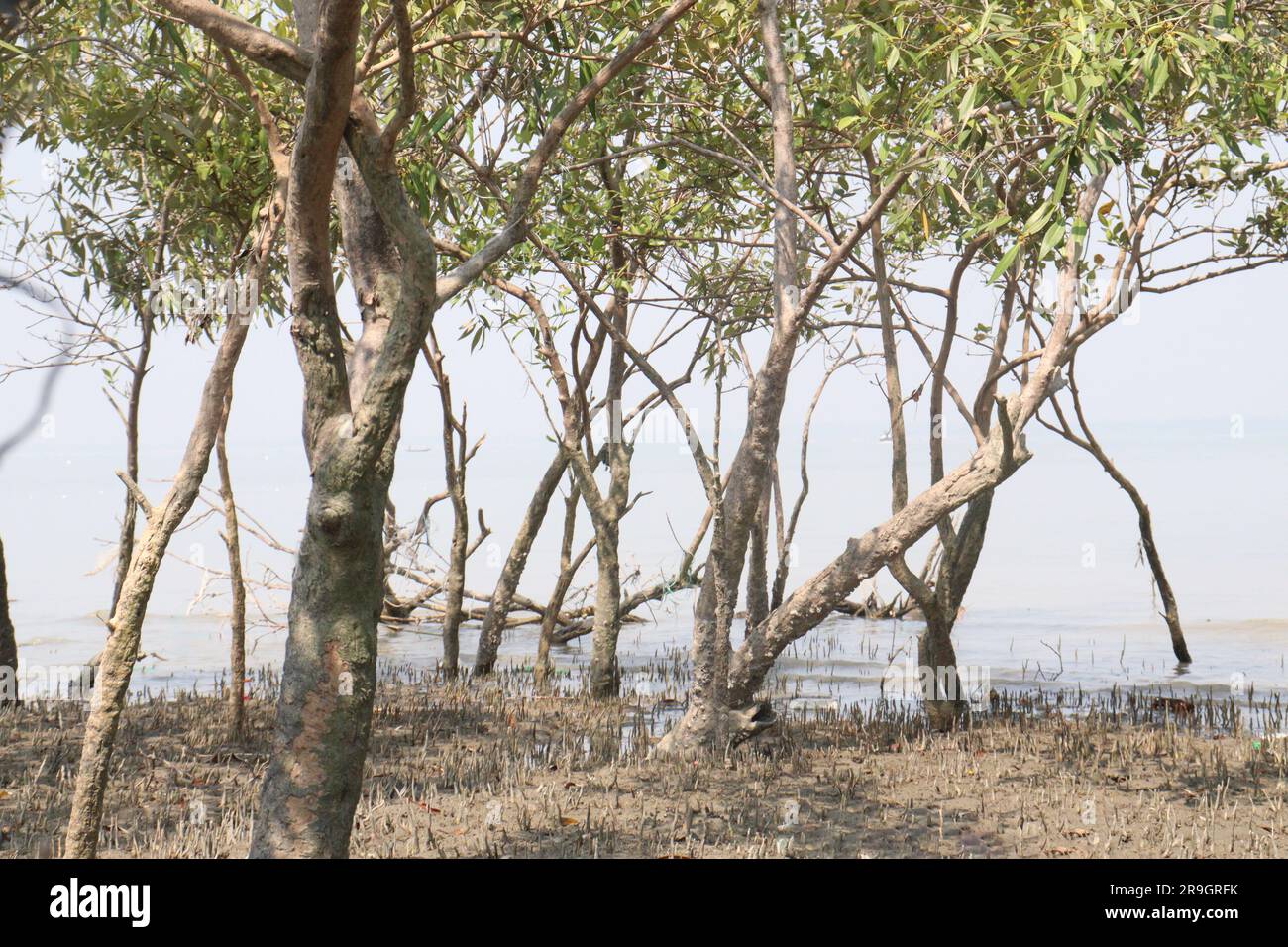 Laguncularia racemosa tree plant near of sea beach for safety Stock ...