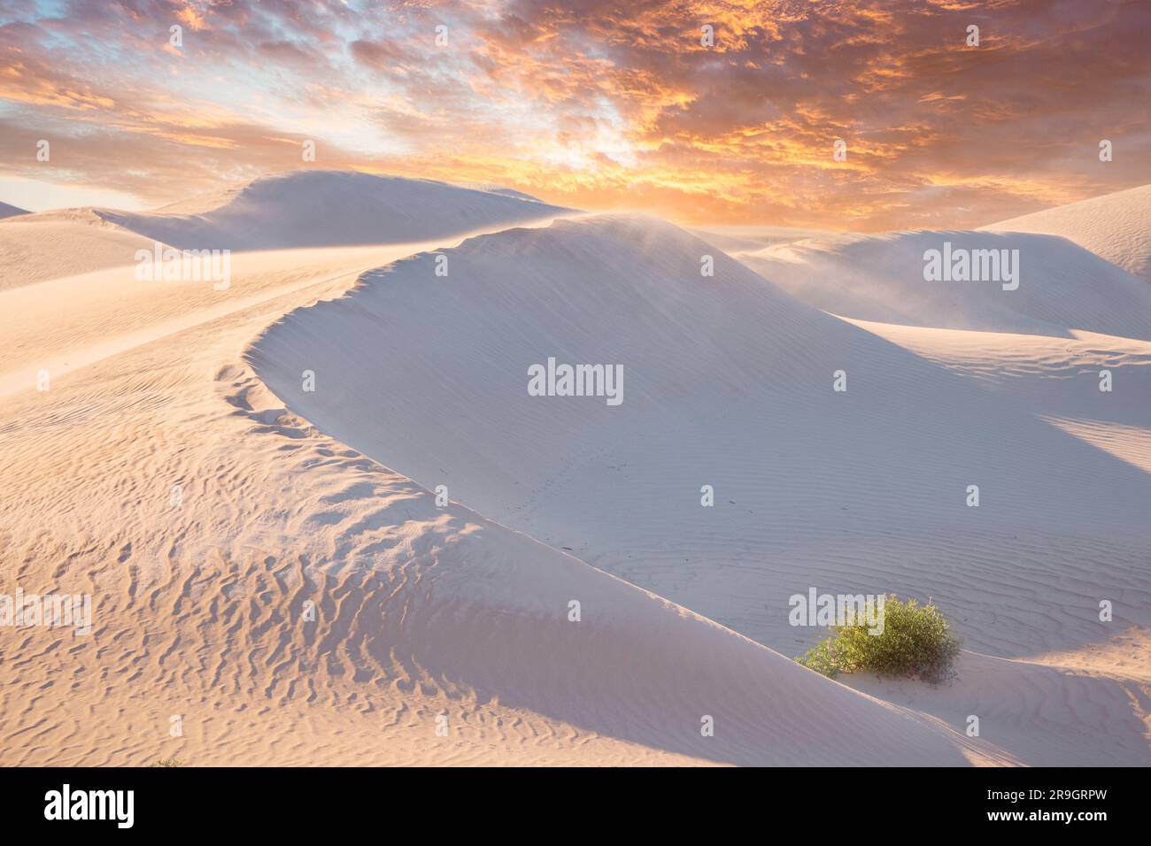 Australian desert cactus hi-res stock photography and images - Alamy