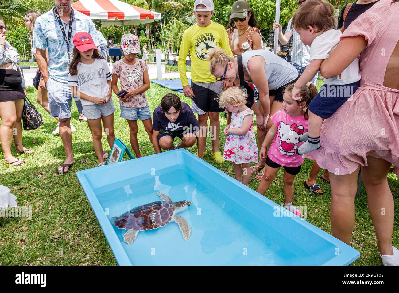 Turtle fest festival event hi-res stock photography and images - Alamy