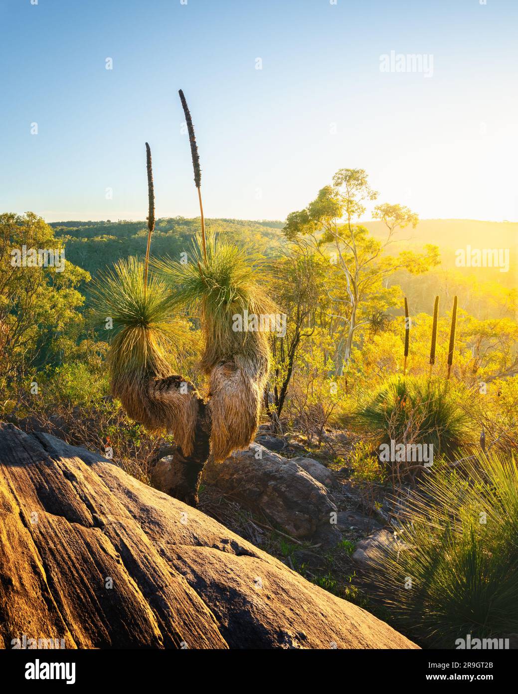 Balga hi-res stock photography and images - Alamy