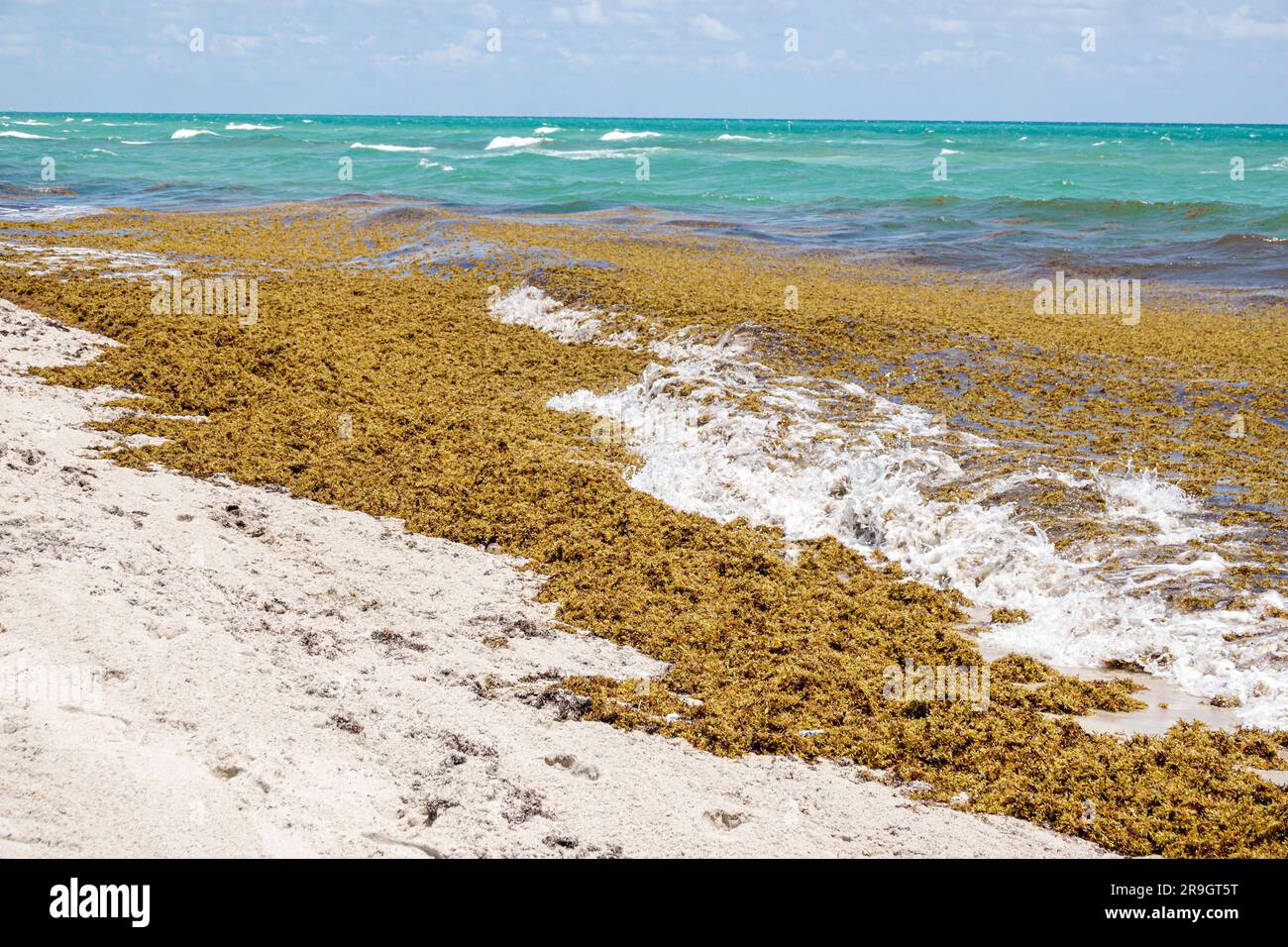 Large quantity of arriving seaweed sargassum macroalgae hi-res stock ...