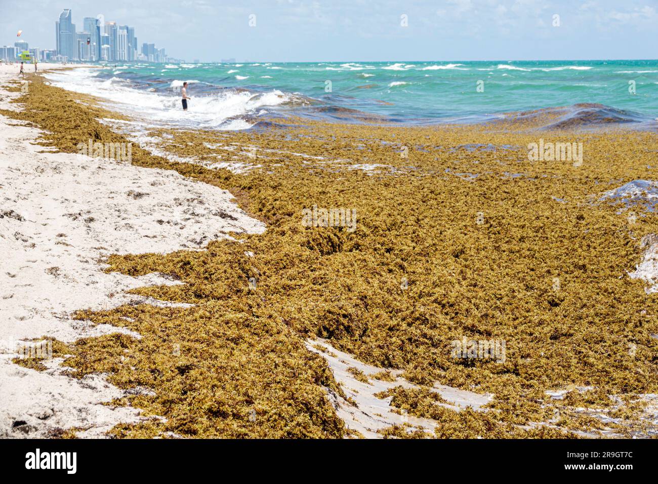 Large quantity of arriving seaweed sargassum macroalgae hi-res stock ...