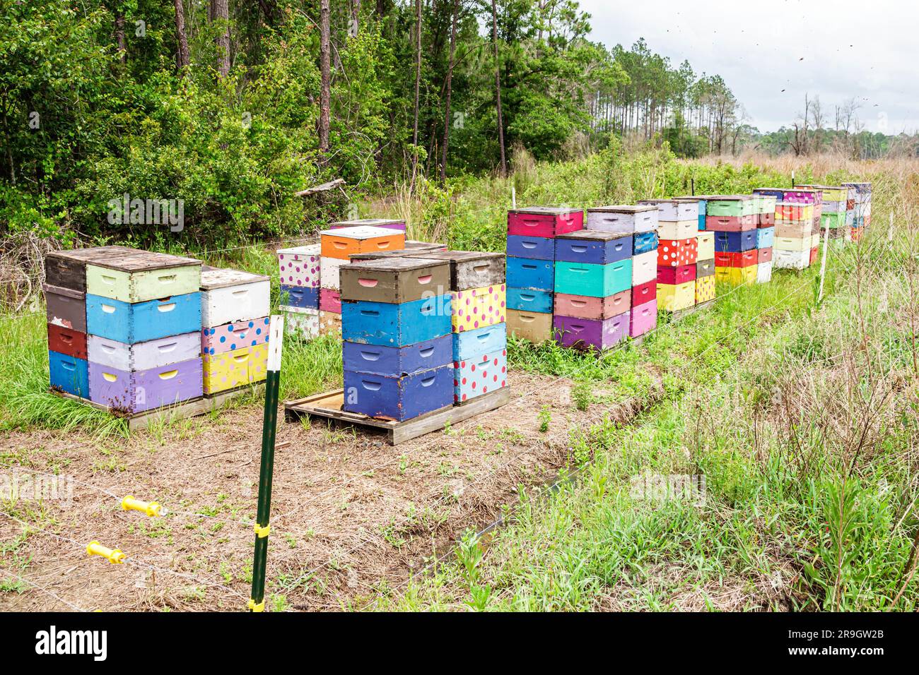 Waycross Georgia,color-coded beehives,apiary colonies,rural scene Stock ...