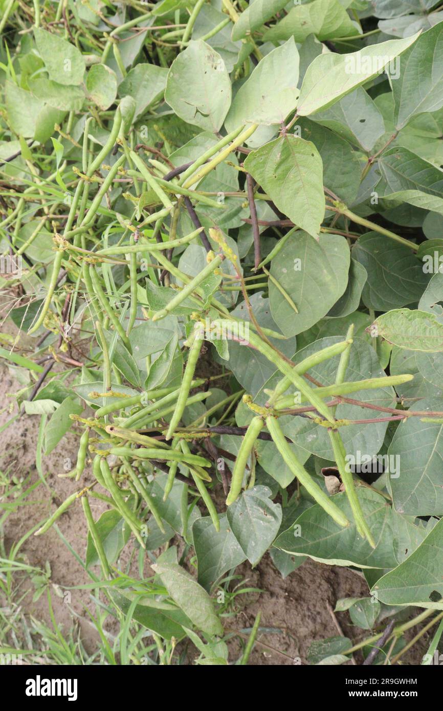 Mung bean business hi-res stock photography and images - Alamy