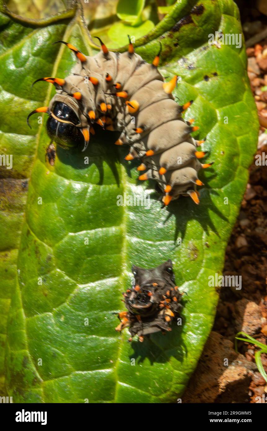 Cairns birdwing butterfly caterpillar hi-res stock photography and ...