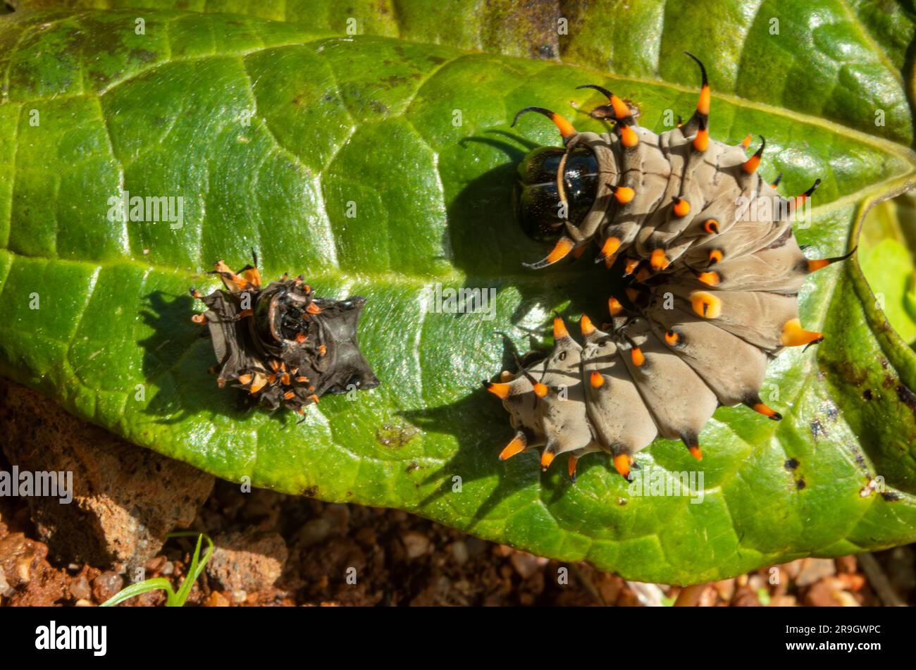 Cairns Birdwing Butterfly, Ornithoptera euphorion caterpillar with cast ...