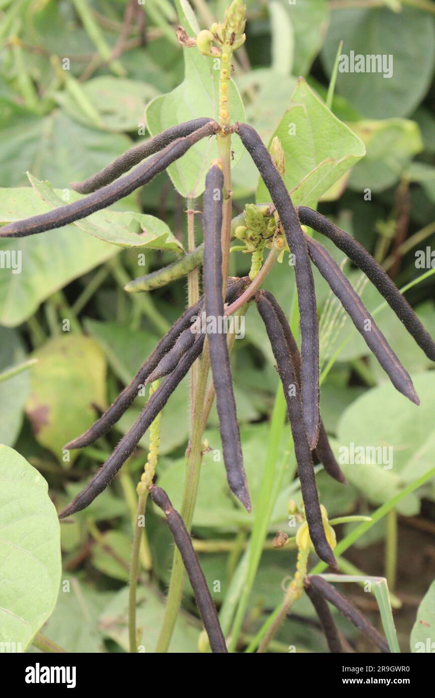 mung bean on tree in farm for harvest are cash crops Stock Photo - Alamy