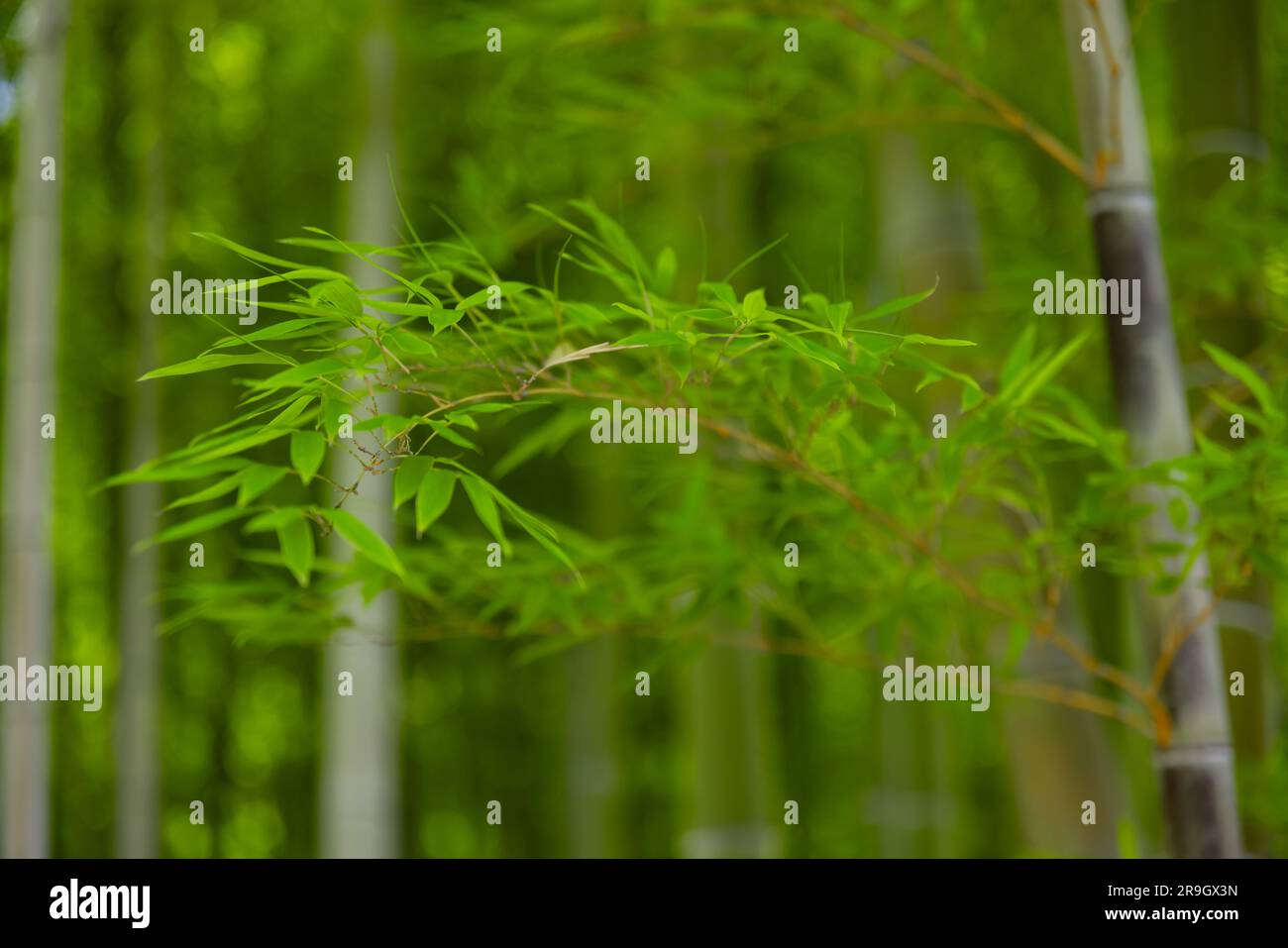 Green bamboo leaves in Japanese forest in spring sunny day Stock Photo ...