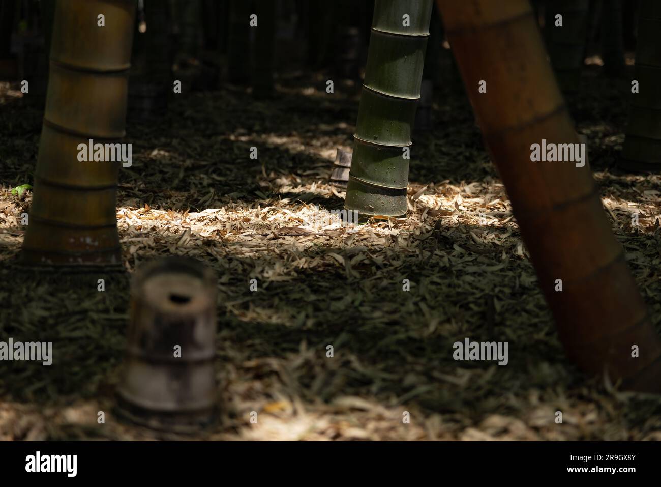A green bamboo forest in spring sunny day close shot Stock Photo - Alamy