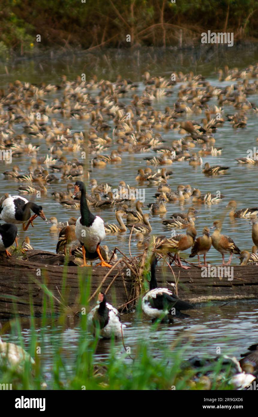 Mangrove swamp northern queensland australia hi-res stock photography ...
