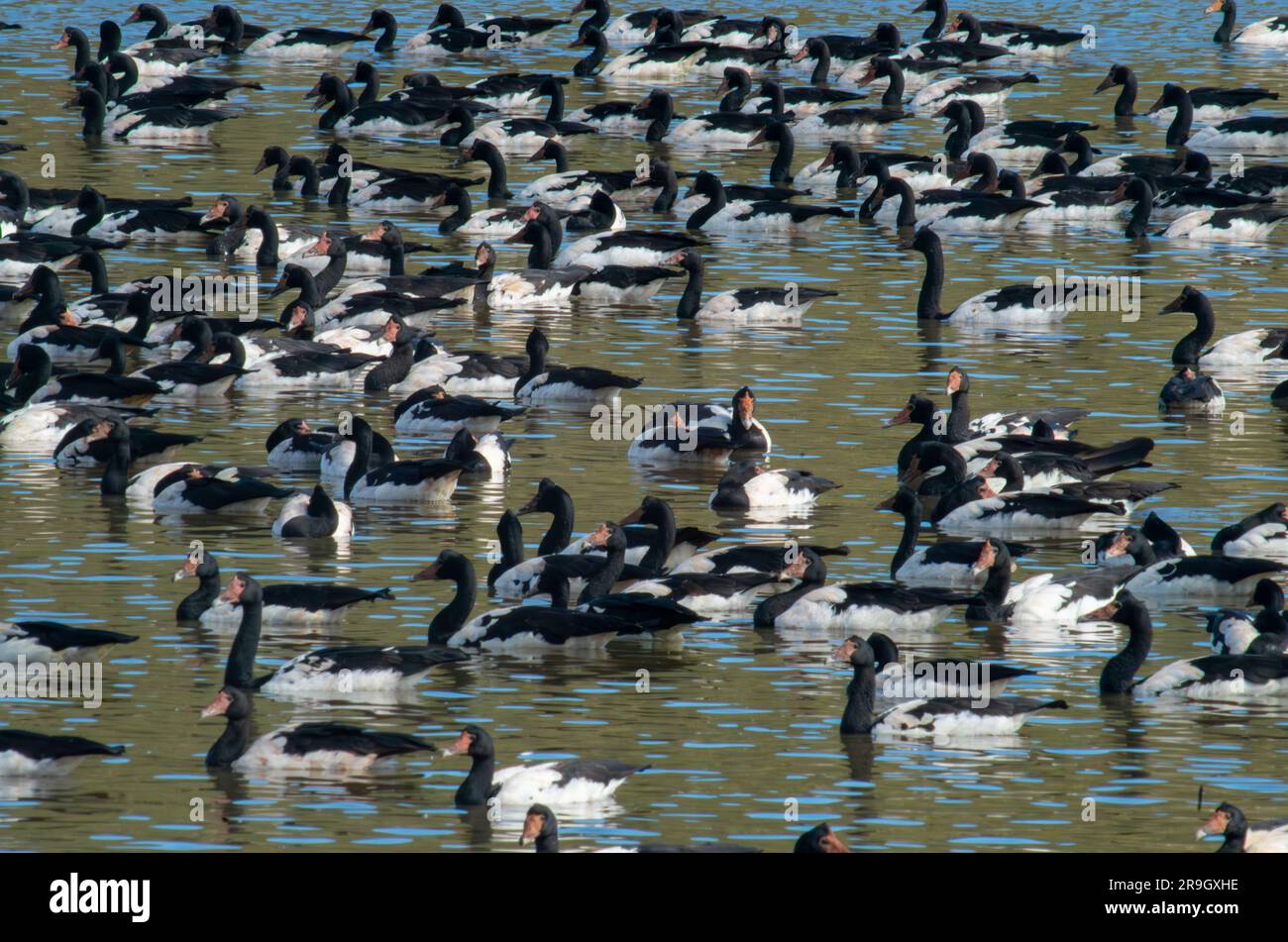 Magpie geese anseranas semipalmata hi-res stock photography and images ...