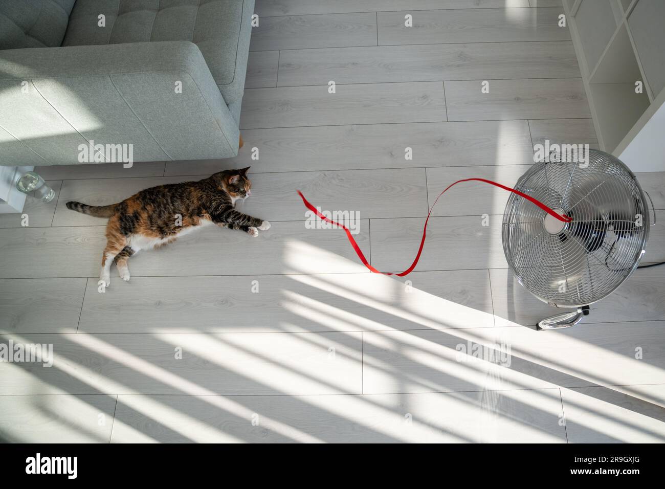 Summer heat and pet at home. Domestic cat lying on the floor, escapes ...