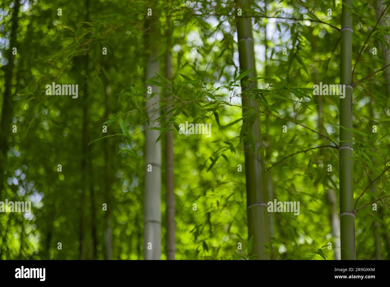 Green bamboo leaves in Japanese forest in spring sunny day Stock Photo ...
