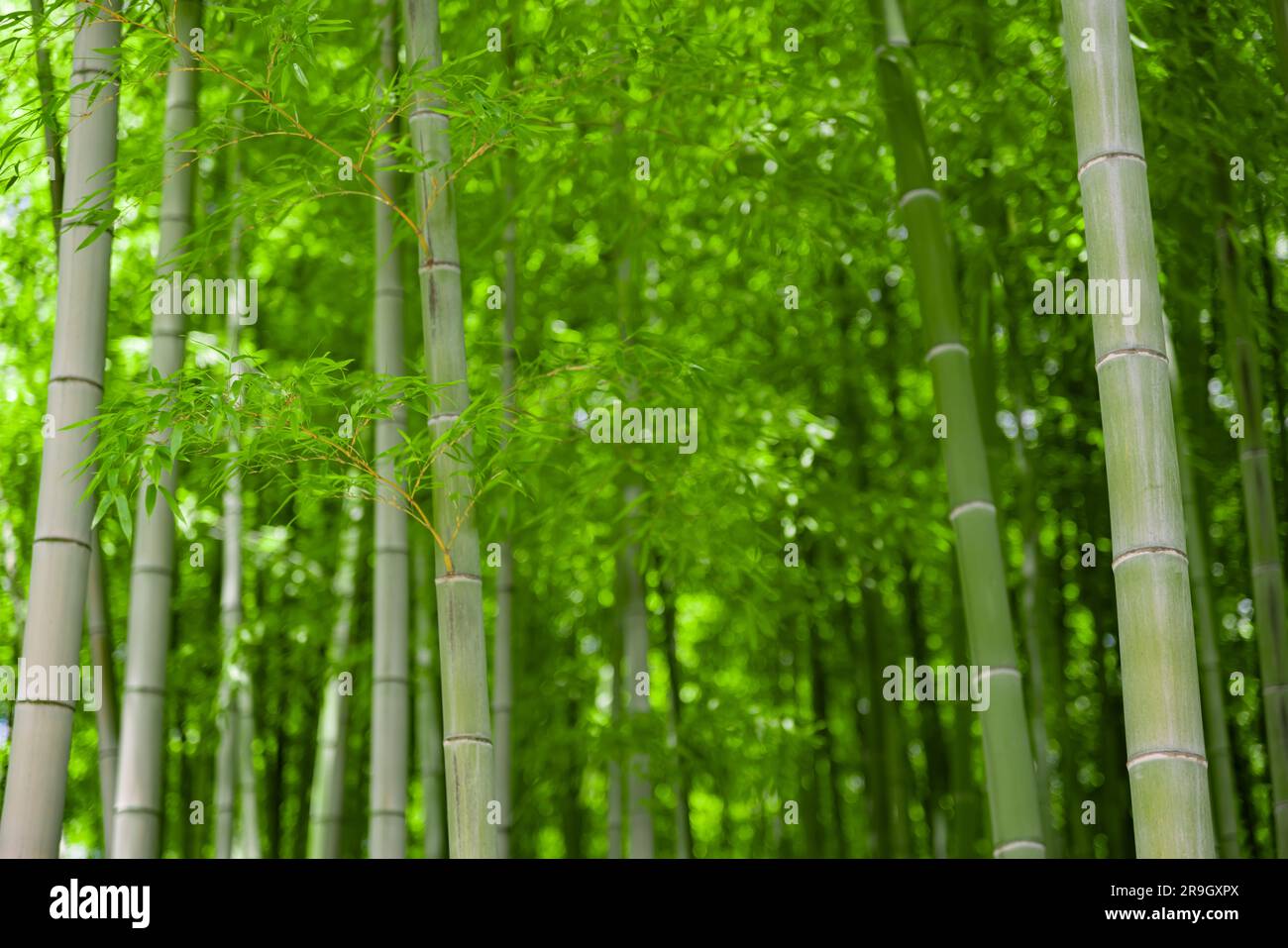 Green bamboo leaves in Japanese forest in spring sunny day Stock Photo ...