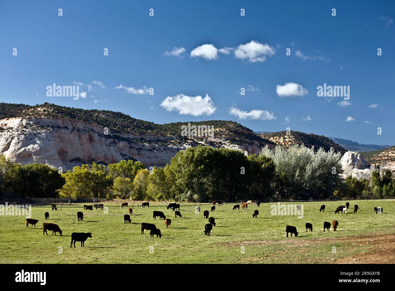 Cattle in irrigated pasture Utah Stock Photo - Alamy