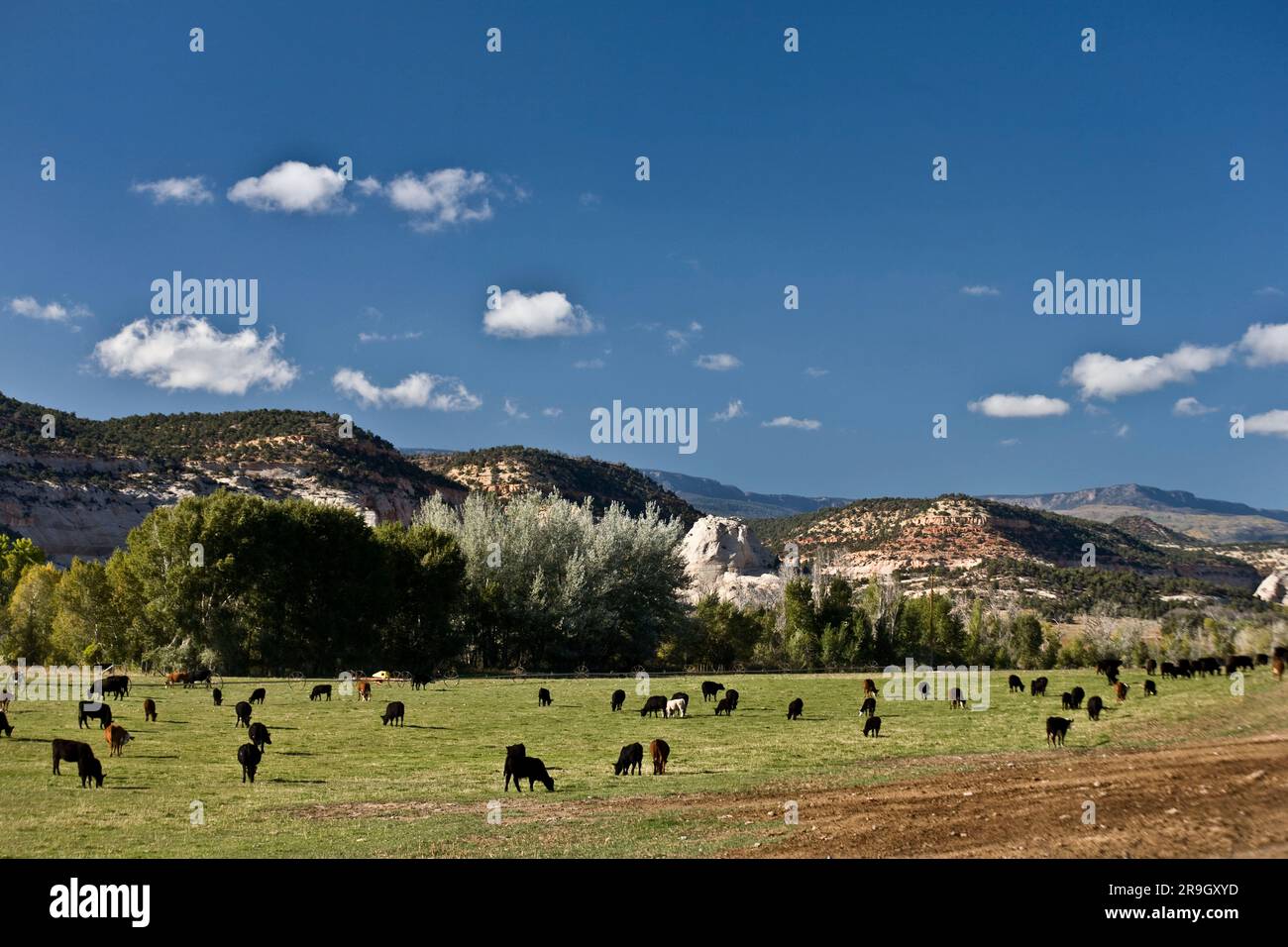 Cattle in irrigated pasture Utah Stock Photo - Alamy