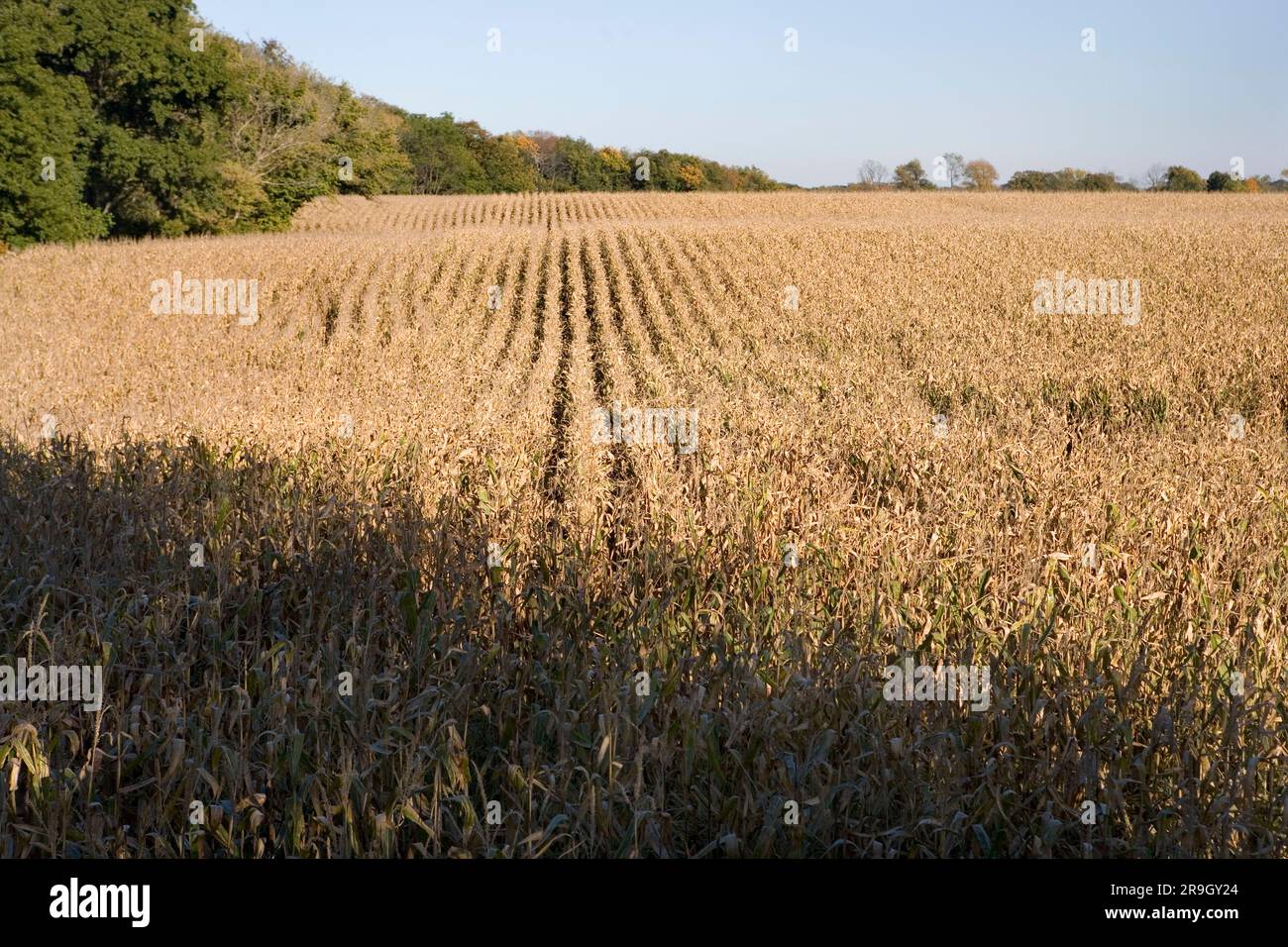 Corn field that is ready to harvest in Indiana Stock Photo - Alamy