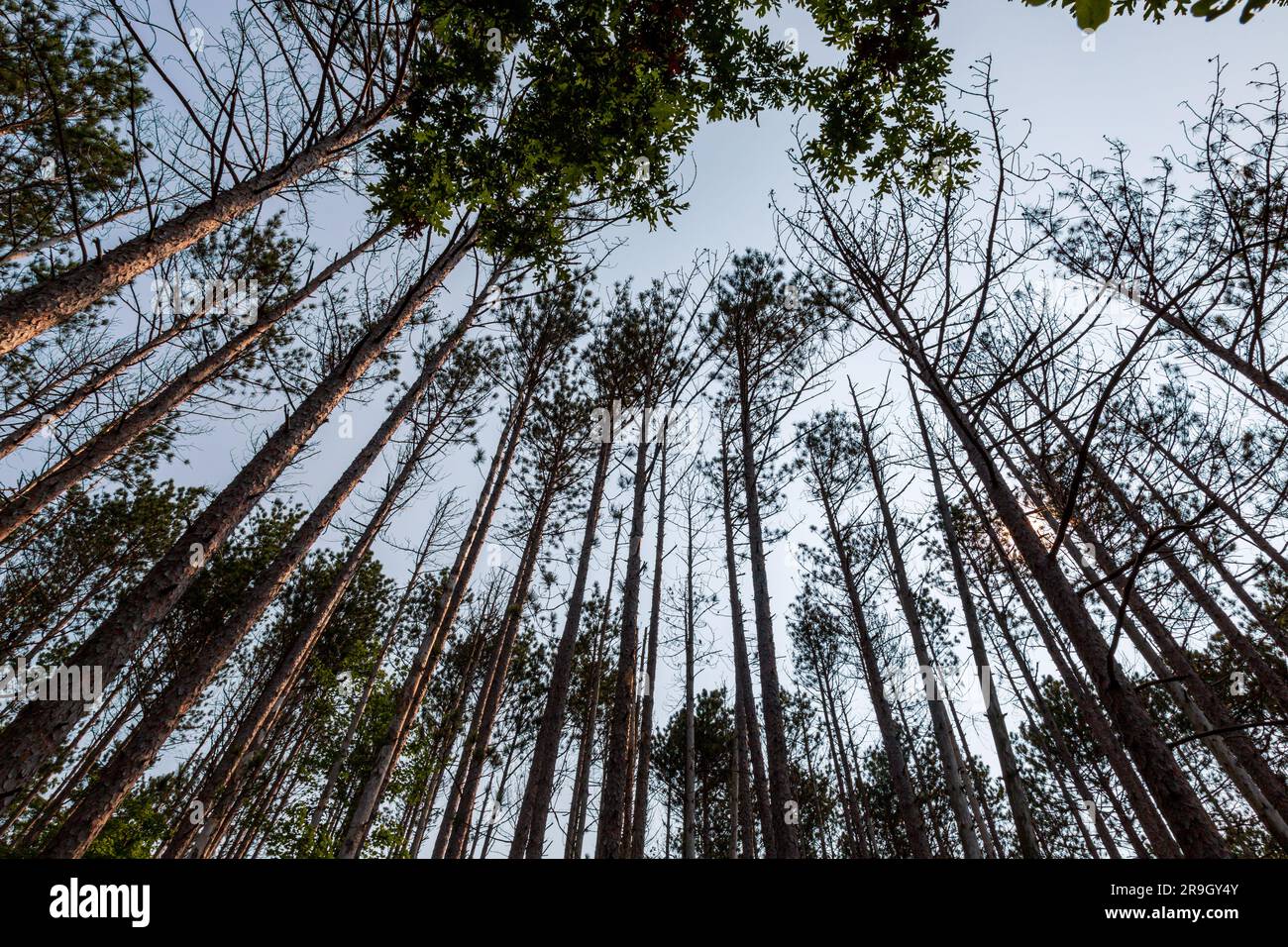 Looking up through a tall stand of trees without leaves in Brown County ...