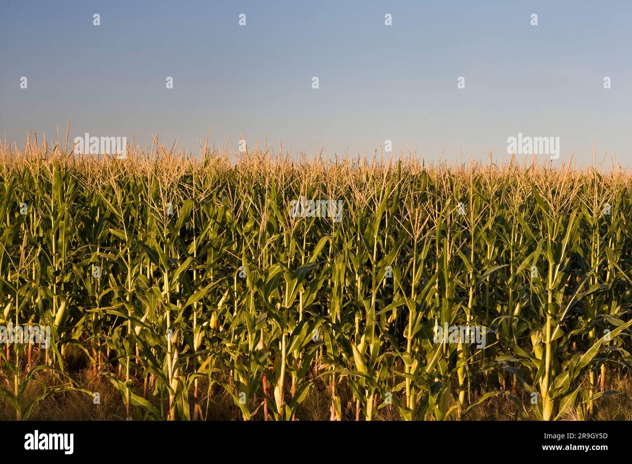 Commercial corn field hi-res stock photography and images - Alamy