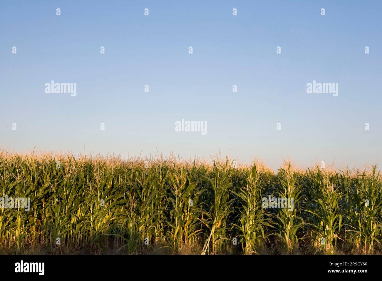 Commercial corn field hi-res stock photography and images - Alamy