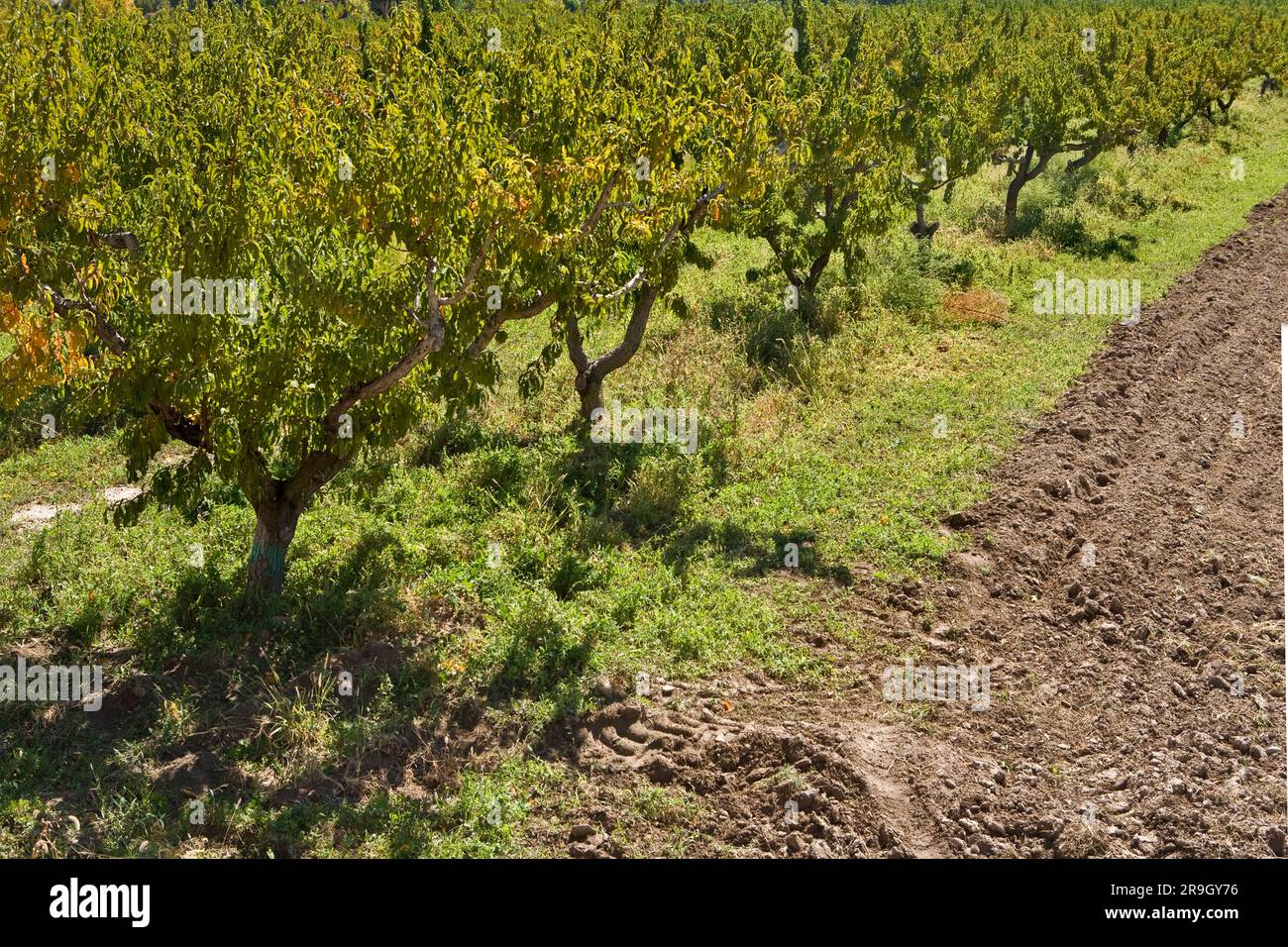 Fruit orchard in Western Colorado Stock Photo - Alamy