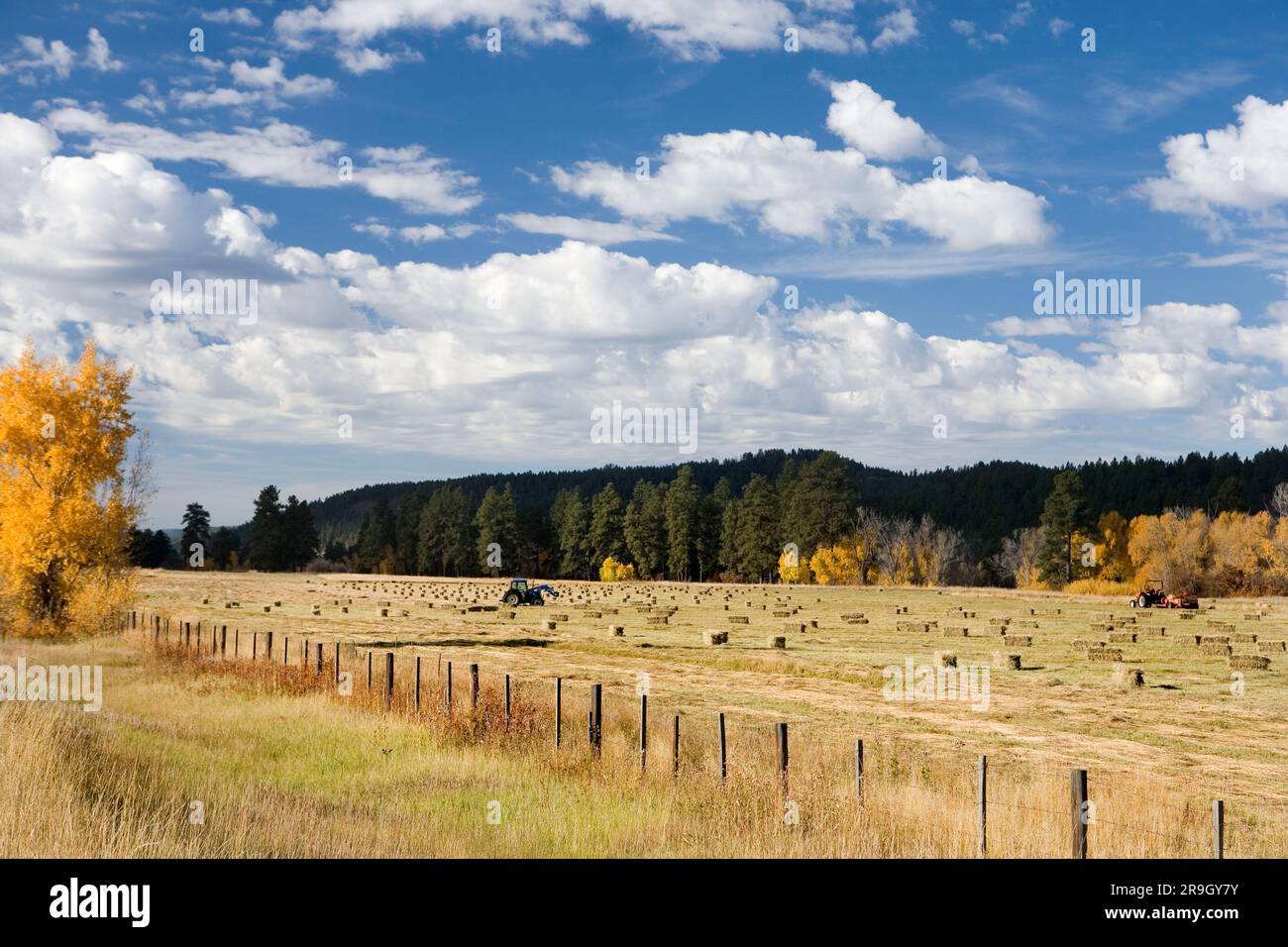Hay bales in a pasture during autumn in Colorado Stock Photo - Alamy