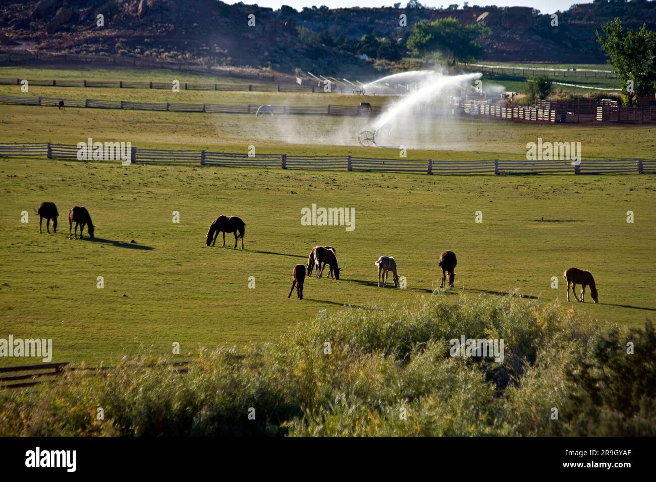 Horses in irrigated pasture Utah Stock Photo - Alamy