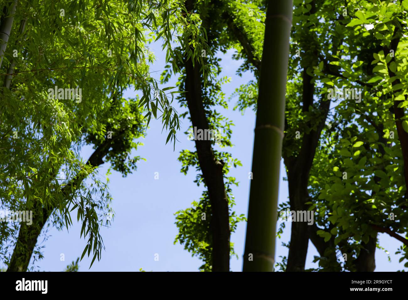 Green bamboo leaves in Japanese forest in spring sunny day Stock Photo ...