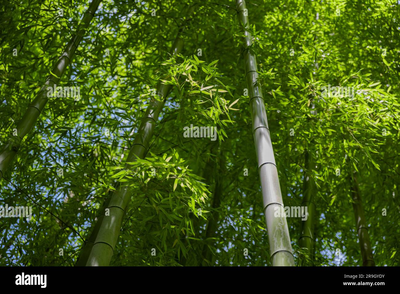 Green bamboo leaves in Japanese forest in spring sunny day Stock Photo ...