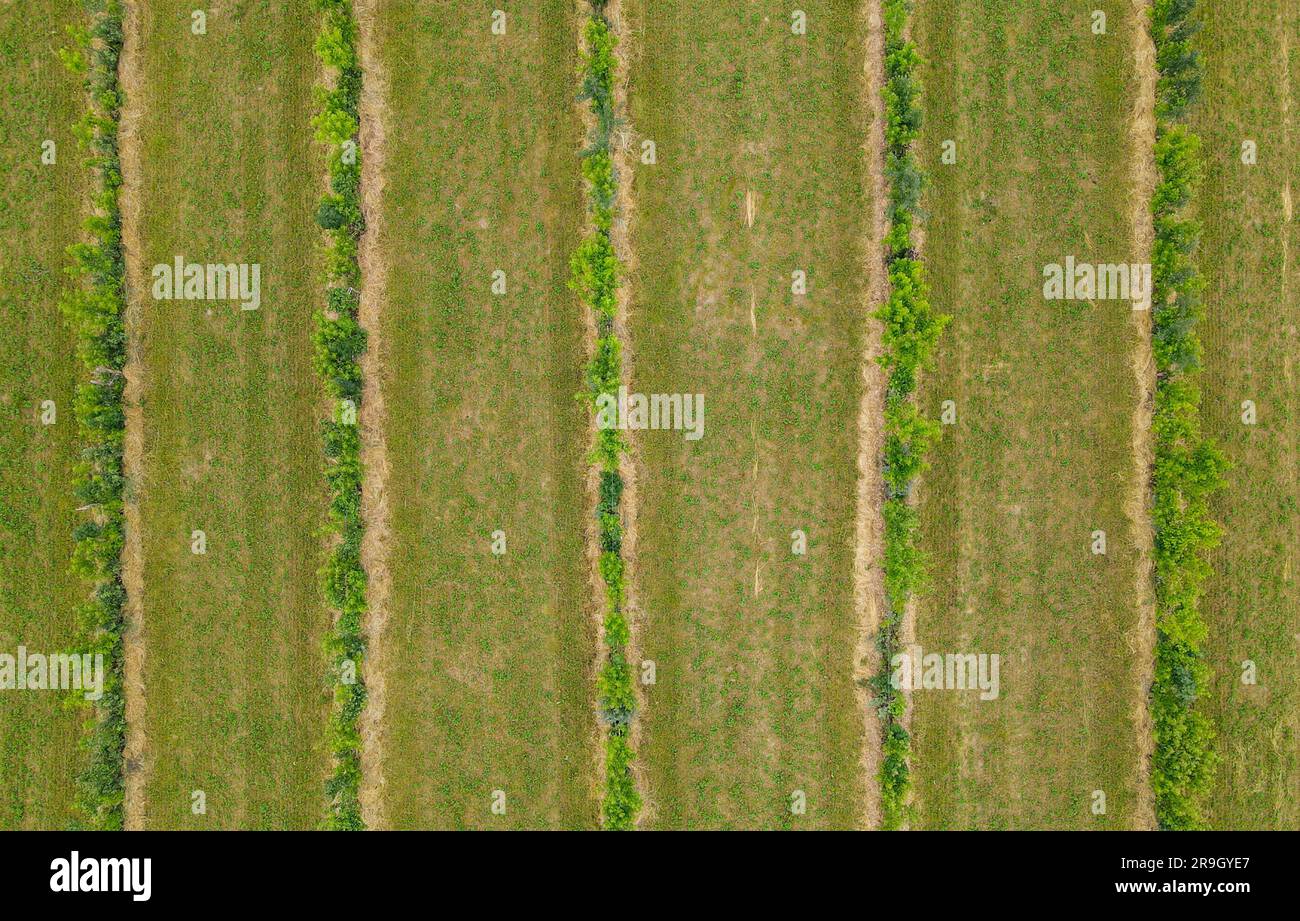 Alt Madlitz, Germany. 22nd June, 2023. An agroforestry plot by Benedikt ...