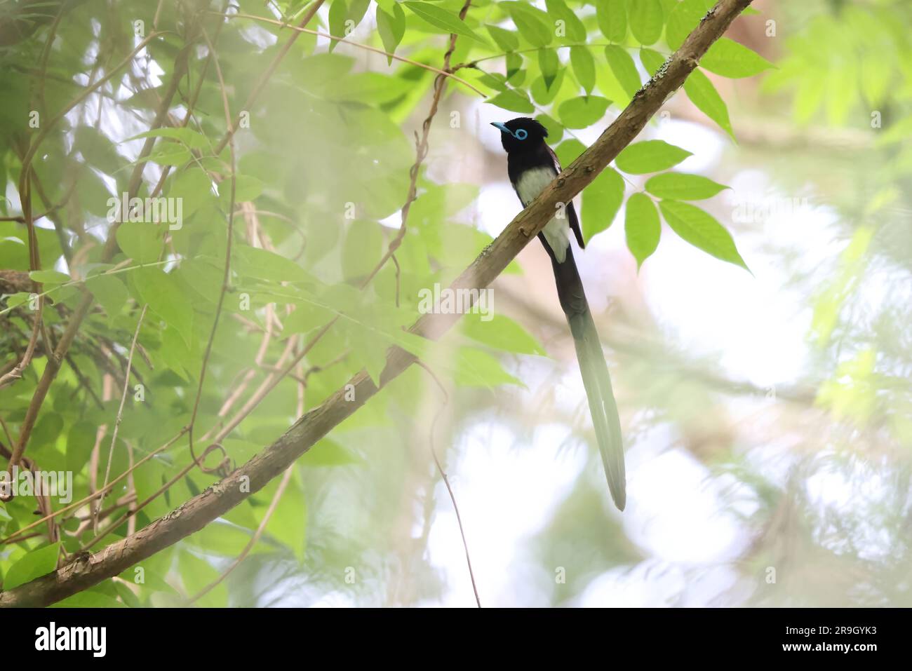 Japanese Paradise Flycatcher (Terpsiphone atrocaudata) in Japan Stock ...