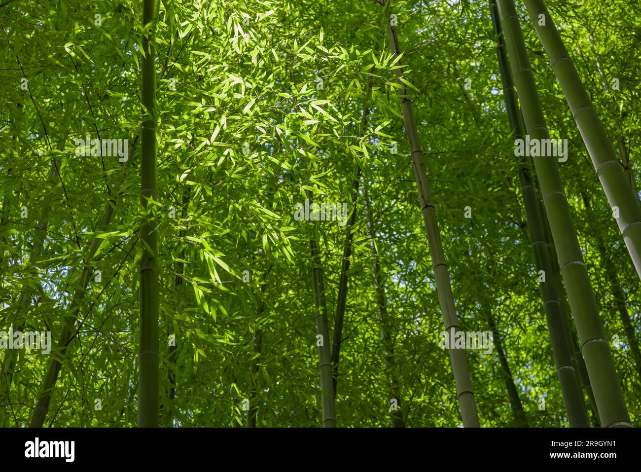 Green bamboo leaves in Japanese forest in spring sunny day Stock Photo ...