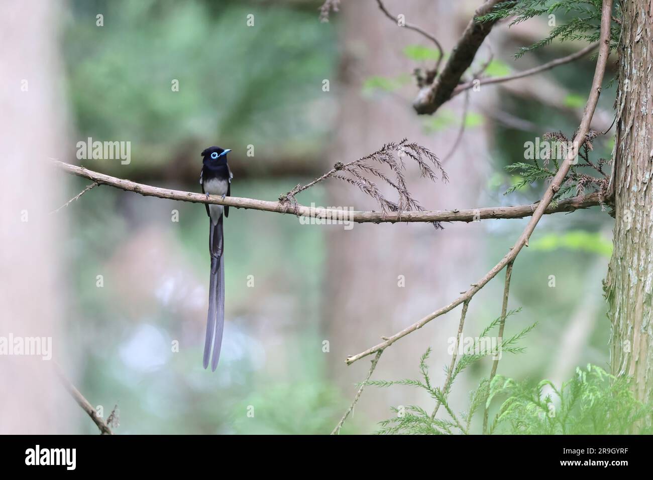 Japanese Paradise Flycatcher (Terpsiphone atrocaudata) in Japan Stock ...